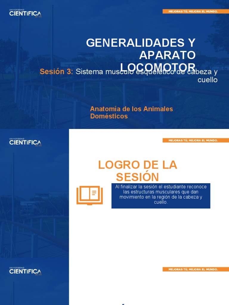 Sesión 3 Sistema Muscular de Cabeza y Cuello | PDF | Estudios de ...