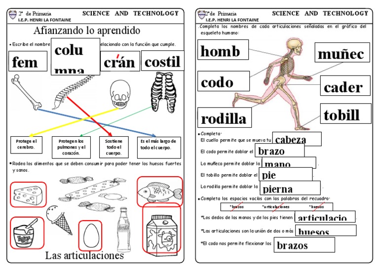 EL ESQUELETO 2 y LAS ARTICUULACIONES (1) | PDF | Anatomía humana | Sistema musculoesquelético