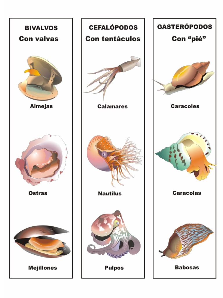 Los Moluscos | PDF