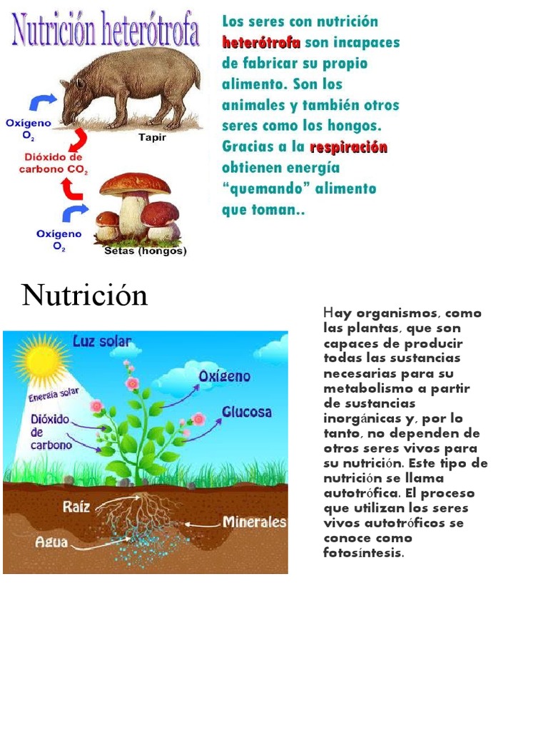 Nutrición Heterótrofa En Animales