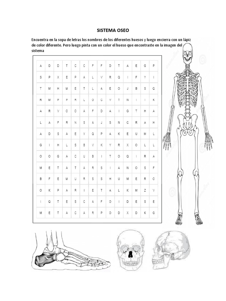 Sopa de letras del sistema óseo | PDF