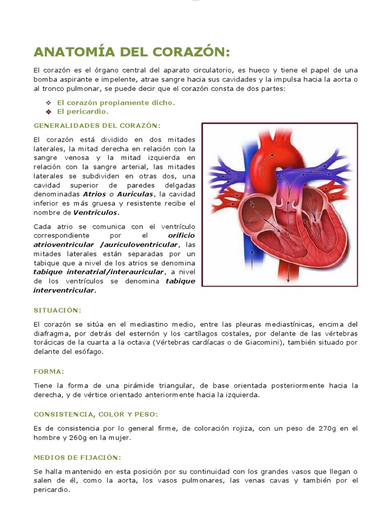 Anatomía del Corazón y Estructuras Asociadas | PDF | Ventrículo ...