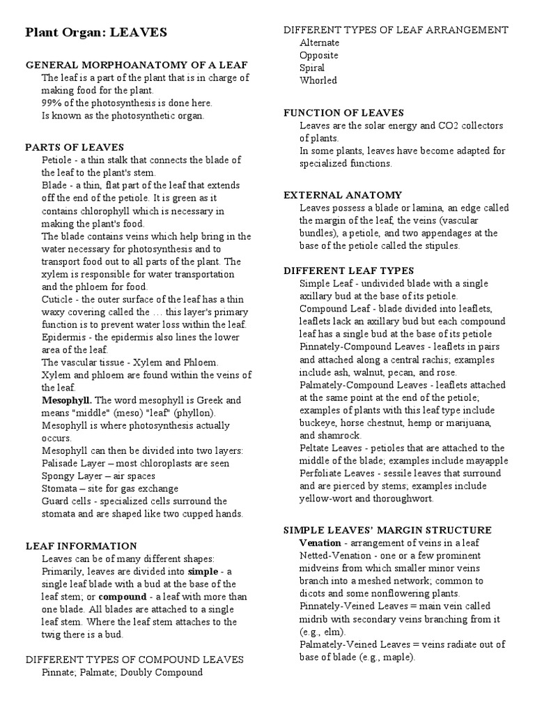 Botany Leaves | PDF | Leaf | Stoma