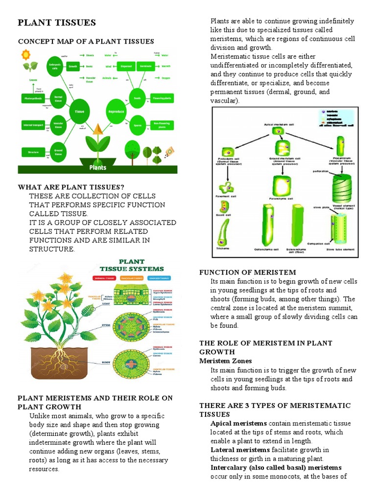 Botany - Plant Tissues | PDF | Tissue (Biology) | Plant Stem