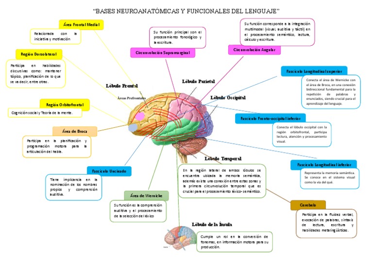 Esquema Lab 9 | PDF | Lóbulo temporal | Neurociencia