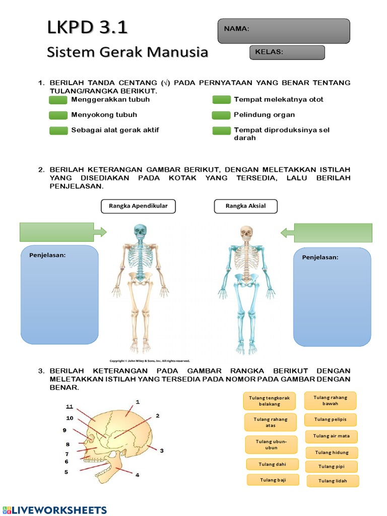 LKPD Sistem Gerak dan Rangka Manusia Kelas 6 | PDF | Sains & Matematika