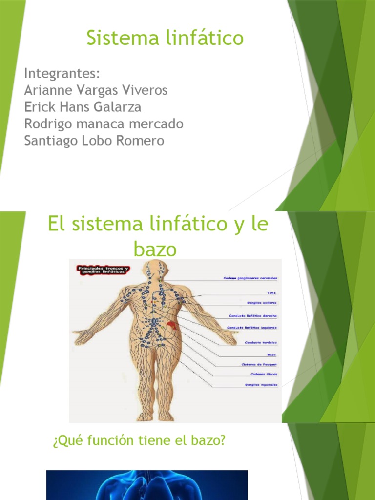 Funciones del Sistema Linfático y Bazo | PDF