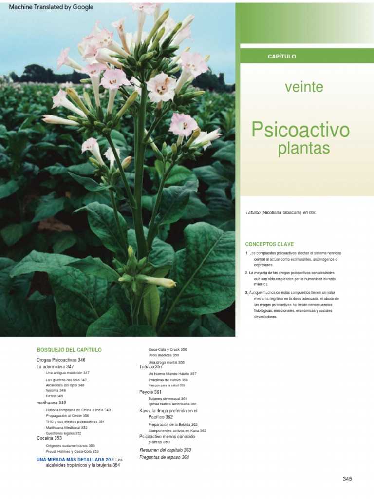 Plants and Society Cap 20 Psychoactive Plants | PDF | Cannabis (Droga ...