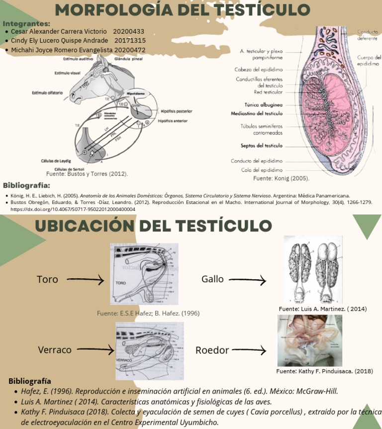 Morfología del testículo bovino | PDF | Ciencias sociales | Ciencia y ...