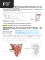 Anatomía de La Laringe - Cartílagos, Ligamentos y Músculos - Kenhub ...