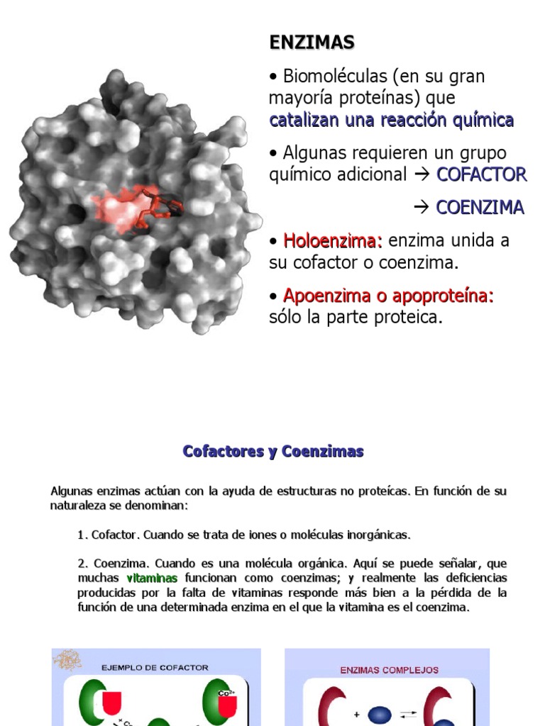 Cofactores y Coenzimas en Enzimas | PDF | Cofactor (Bioquímica) | Enzima