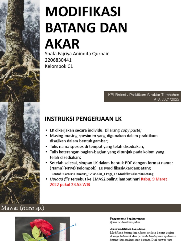 Modifikasi Batang Dan Akar | PDF