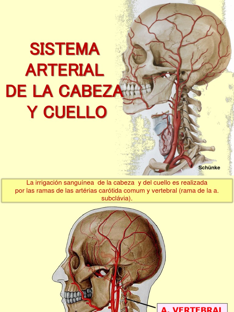 Arterias de La Cabeza y El Cuello | PDF | Sistema cardiovascular ...