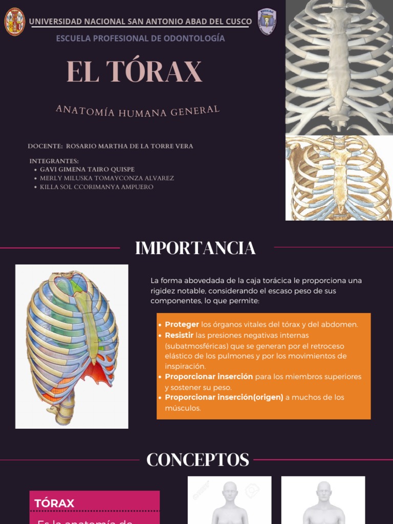 El Torax | PDF | Tórax | Tórax (anatomía humana)