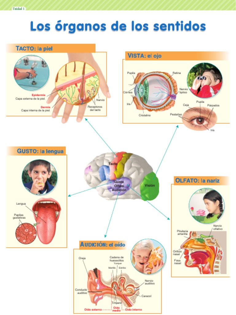 Lamina de Los Órganos de Los Sentidos | PDF | Escuchando | Oído