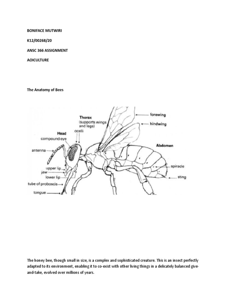 Sericulture | Download Free PDF | Honey Bee | Bees