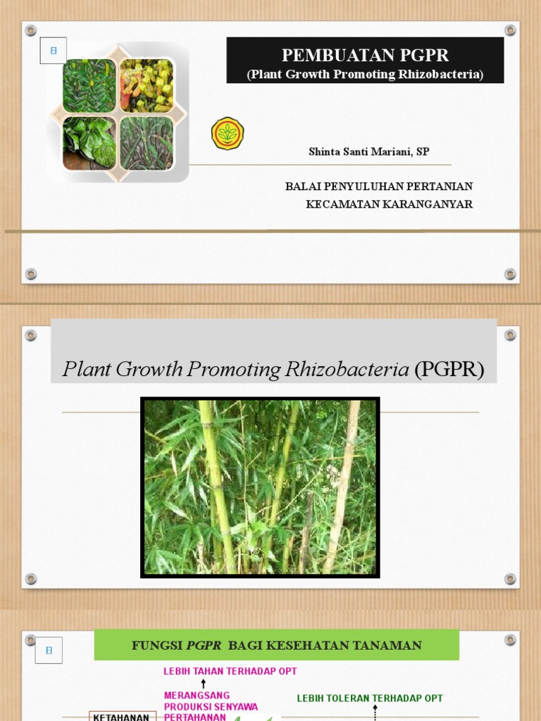 Pembuatan PGPR | PDF