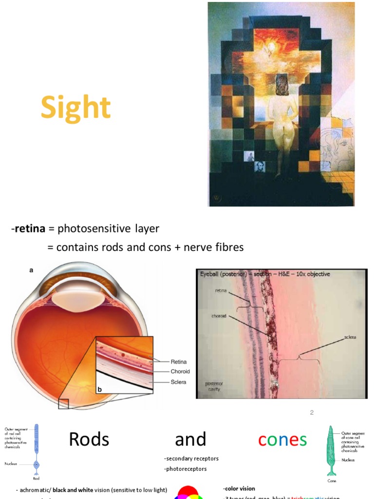 Sight | PDF | Retina | Visual Perception