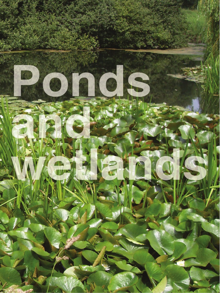Ponds and Wetlands | PDF | Pond | Wetland