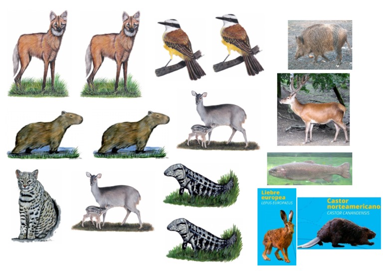 Fauna Autóctona Entrerriana | PDF