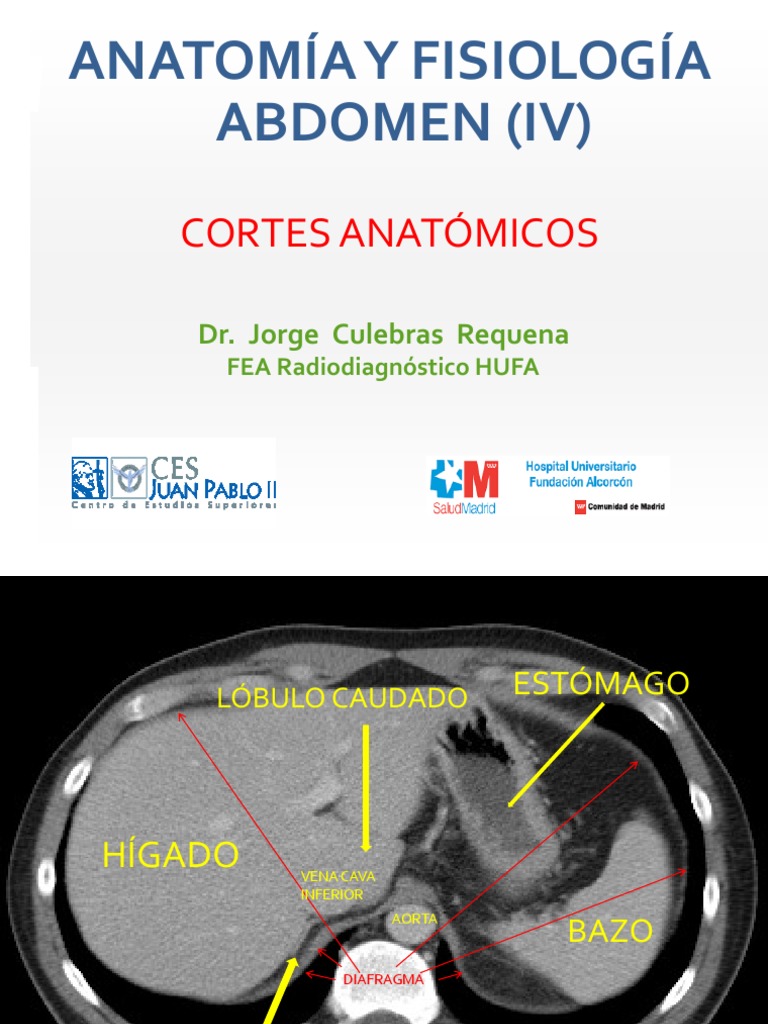 Cortes Anatómicos | PDF