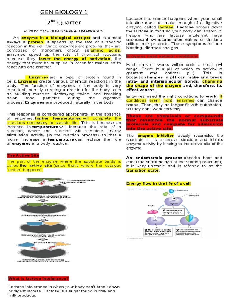 GEN BIOLOGY 1 Deptal 2nd Quarter Exam Reviewer | PDF | Enzyme | Active Site