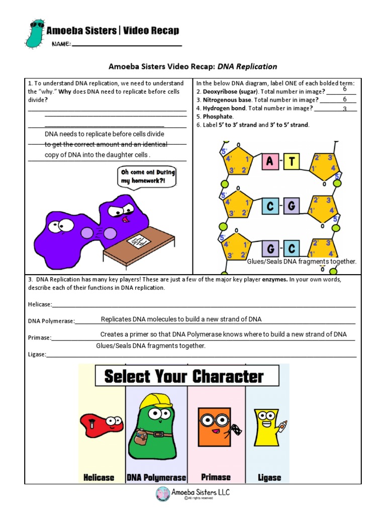 Kami Export - Yunus Haq - Amoeba Sisters_DNA Recap | PDF | Dna ...