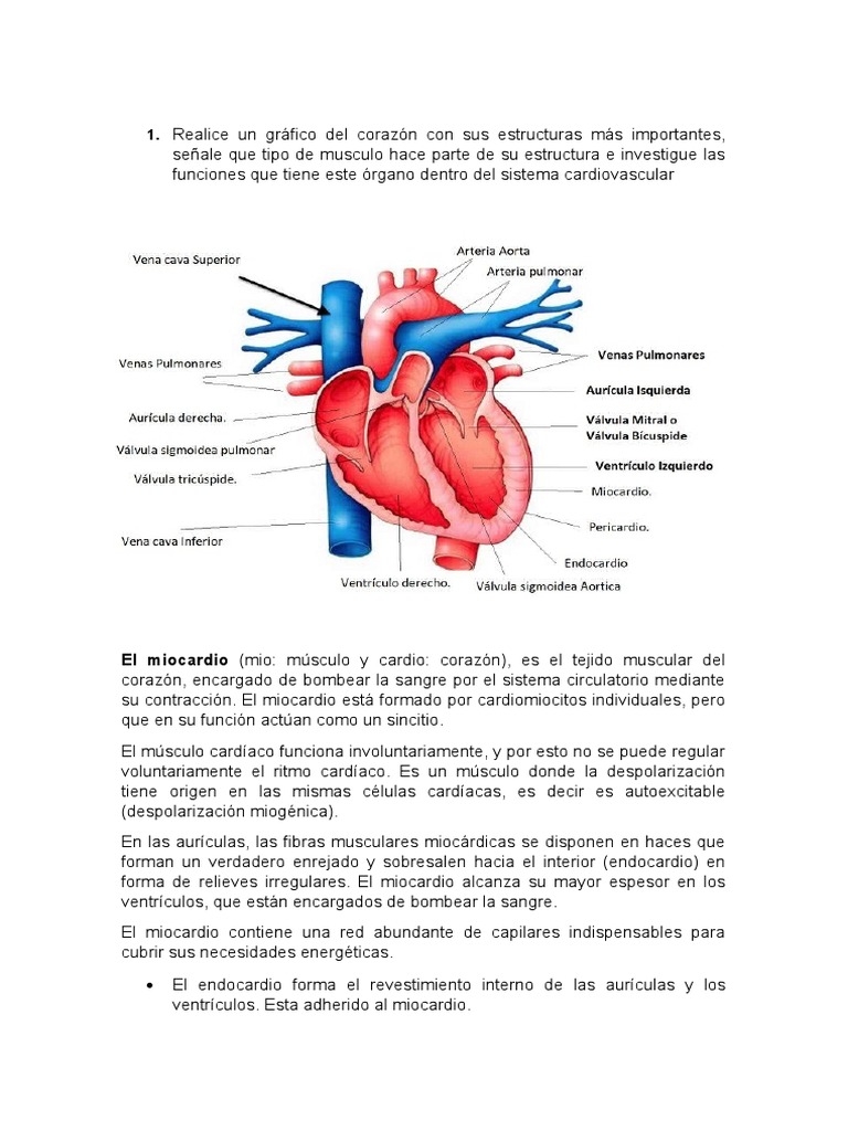 El Miocardio (Mio: Músculo y Cardio: Corazón), Es El Tejido Muscular ...