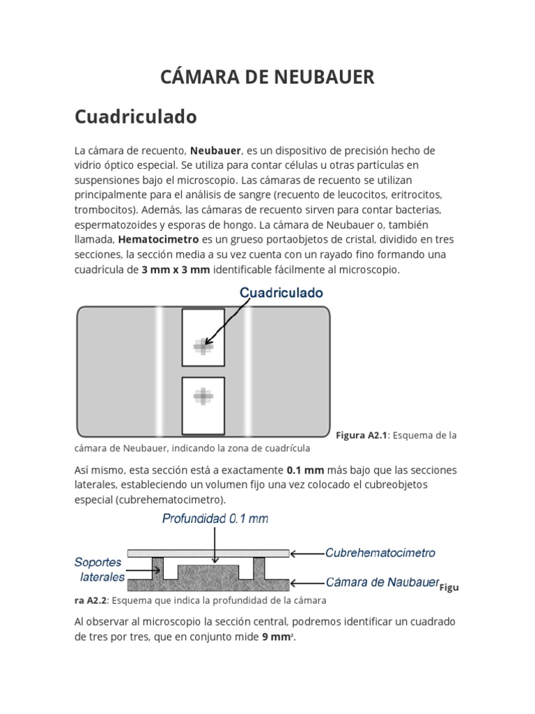 Uso y partes de la cámara de Neubauer | PDF | Microscopio