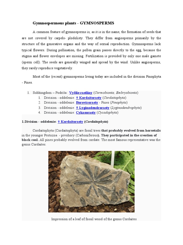 Gymnospermous Plants - GYMNOSPERMS: Kordaitorasty Lyginodendrorasty ...