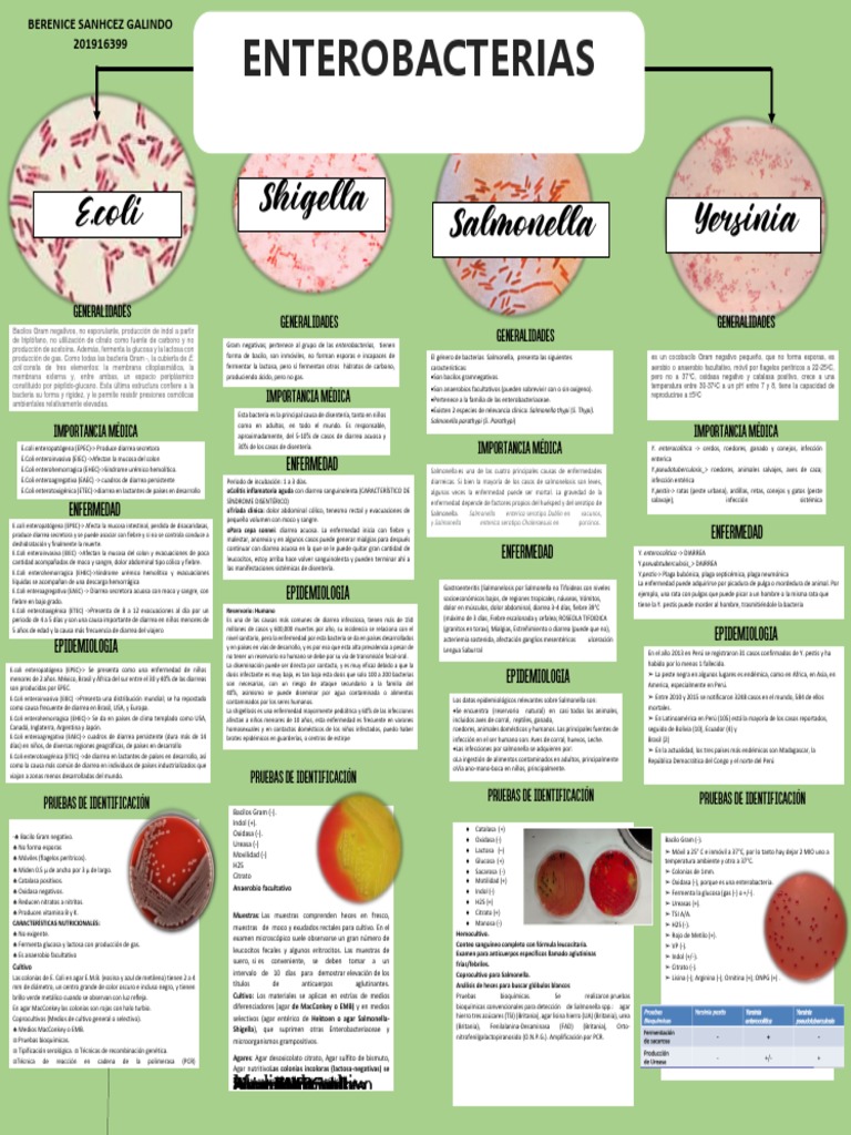 Características de E. coli y enterobacterias | PDF | Escherichia coli ...