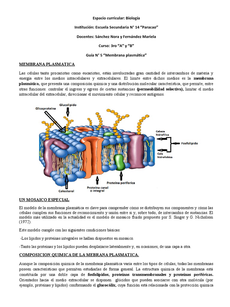 Composición y funciones de la membrana plasmática | PDF | Membrana ...