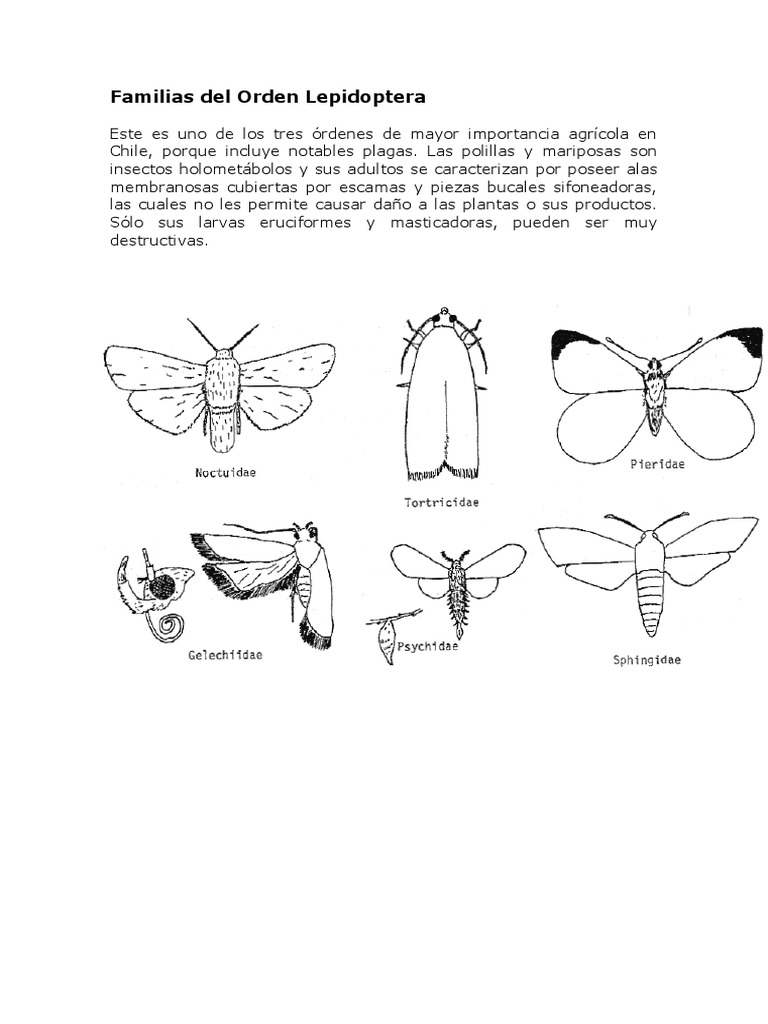 Familias Del Orden Lepidoptera | PDF | Lepidópteros | Insectos