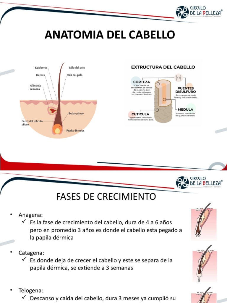 Anatomia Del Cabello | PDF