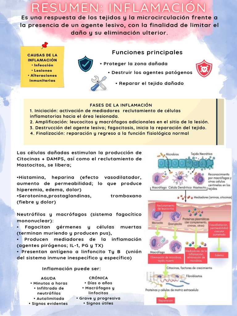 Fases y Funciones de la Inflamación | PDF | Inflamación | Inmunología