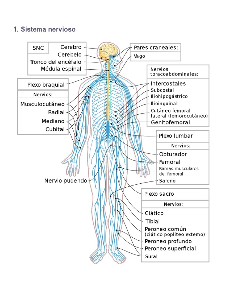 Sistemas Del Cuerpo Humano | PDF