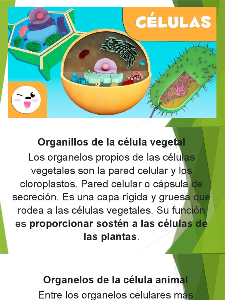 Celula Animal y Vegetal | PDF