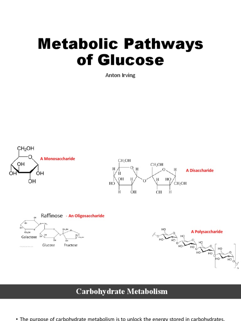 Metabolic Pathways of Glucose | PDF | Glucose | Insulin