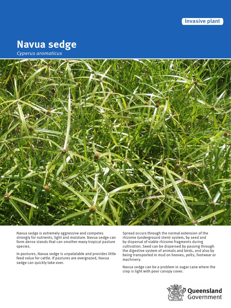 Navua Sedge | PDF | Herbicide | Seed