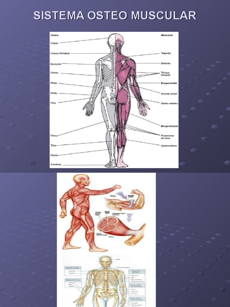 Sistema Osteo Muscular | PDF