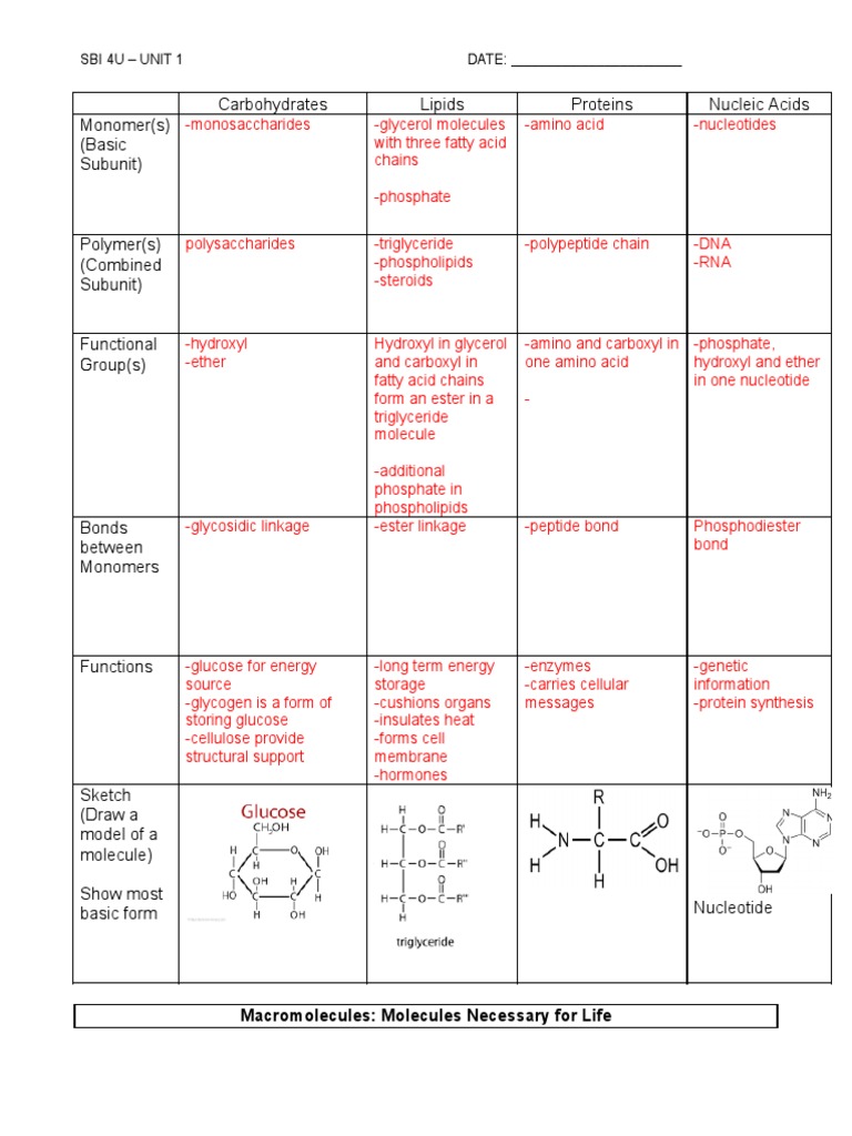 Macromolecules Overview and Key Facts | PDF | Macromolecules | Nucleic ...