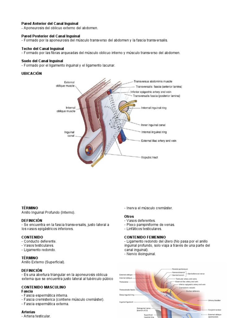 Ficha Anatomia Del Canal Inguinal | PDF