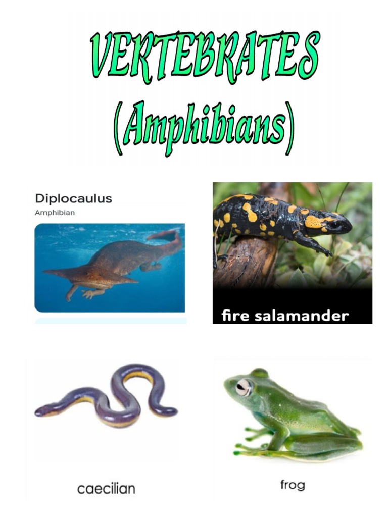 Vertebrates | PDF