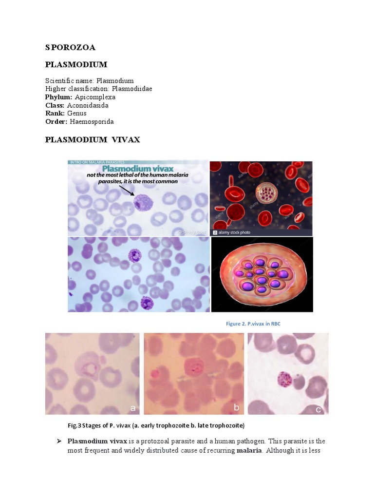 S Porozoa Plasmodium: Scientific Name: Plasmodium Higher Classification ...