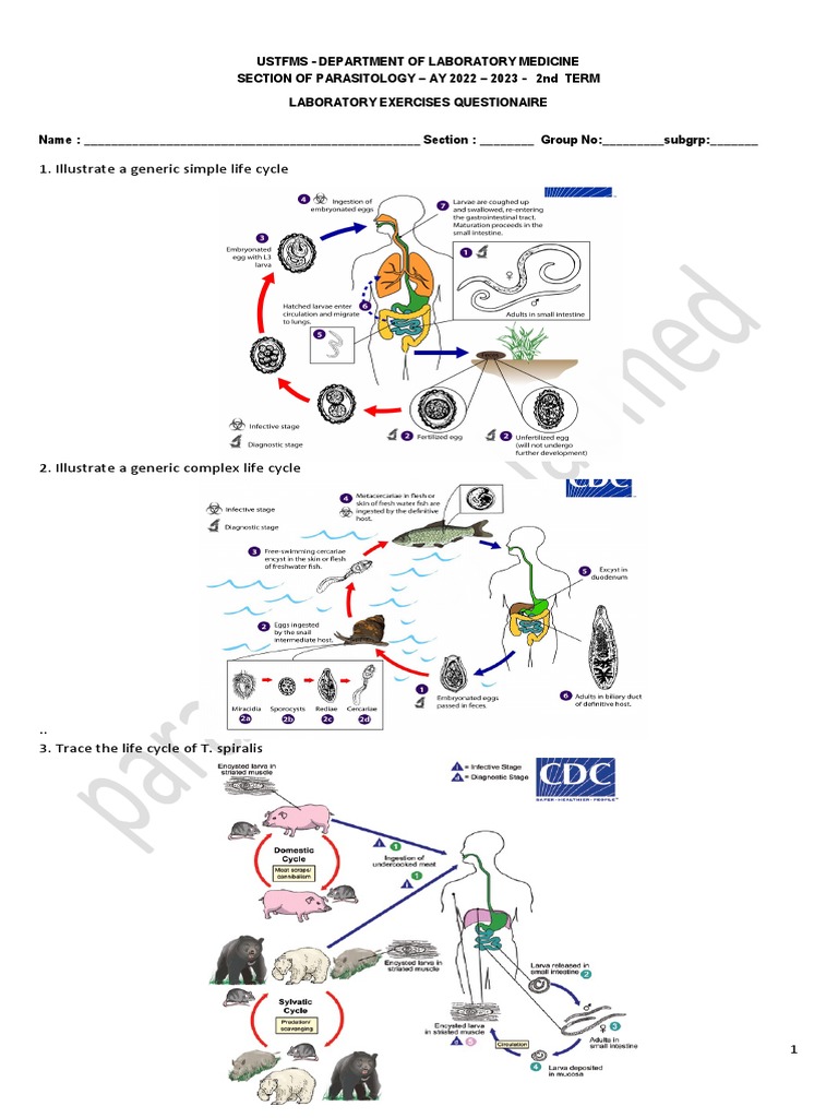 Illustrate A Generic Simple Life Cycle | PDF