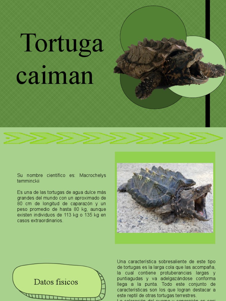 Tortuga Caiman | PDF