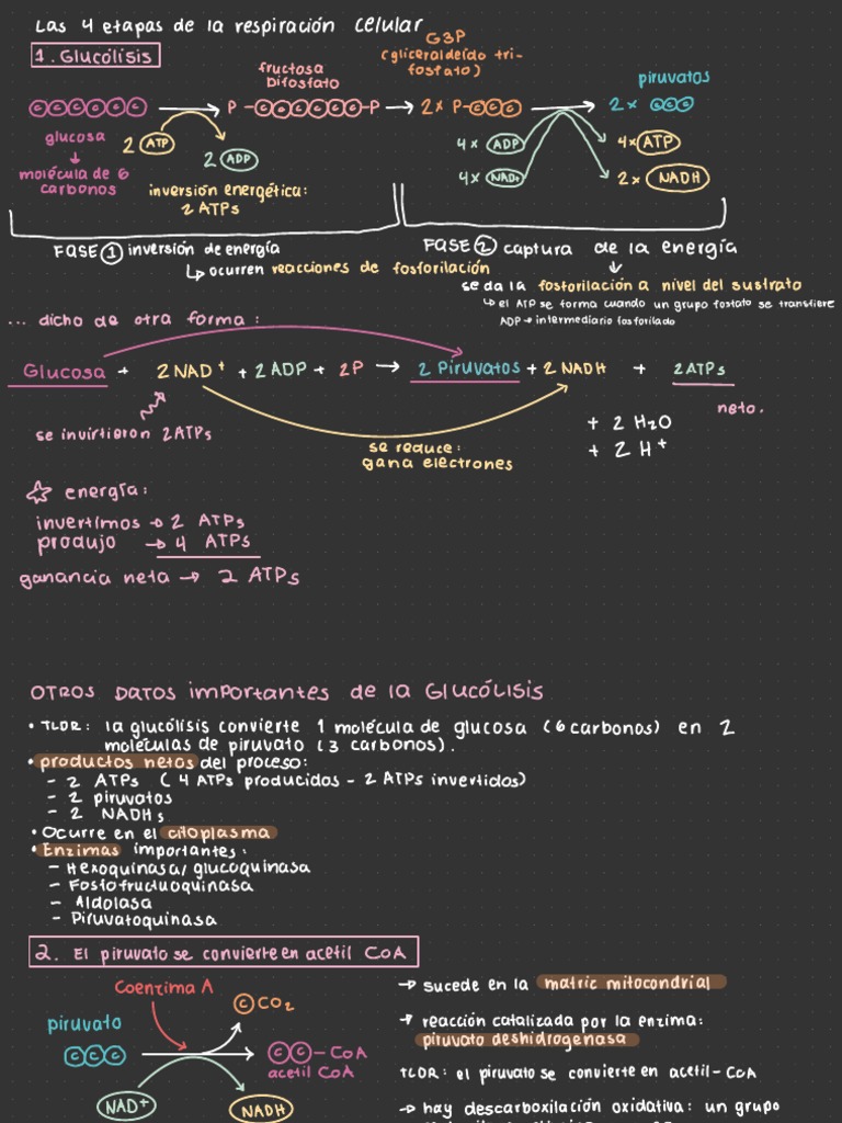 Glucólisis y Respiración Celular | PDF | Trifosfato de adenosina ...