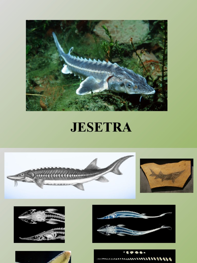 Jesetra | PDF