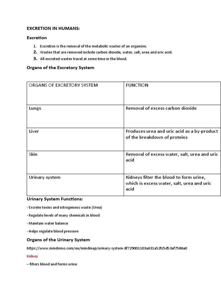 Excretion in Humans | PDF