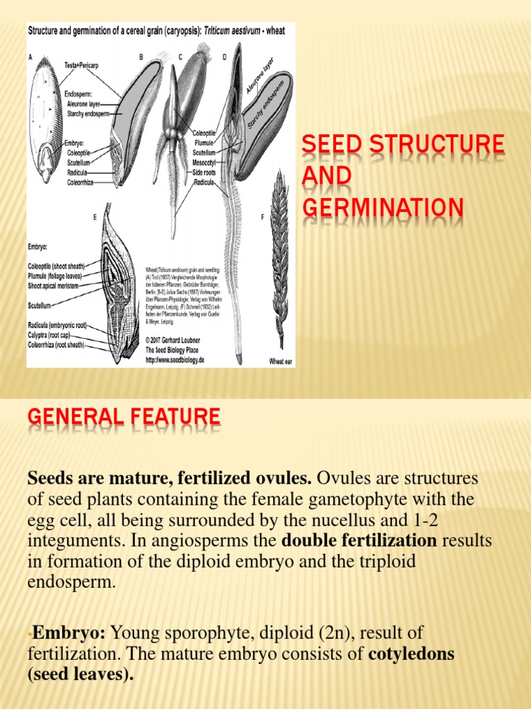 Seed Structure AND Germination | PDF | Seed | Seedling